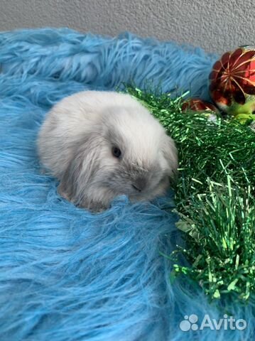 Карликовые вислоухие кролтчата окрас сиамский голу