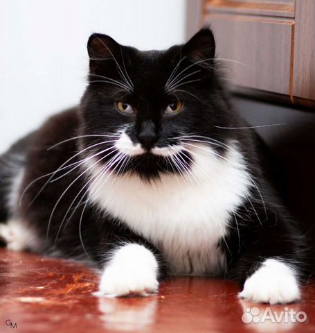 Невероятно ласковый котик
