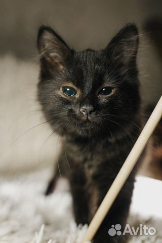 Котенок Маиса 3 месяца