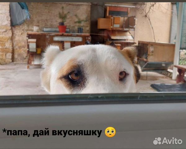 Кролик полтавское серебро
