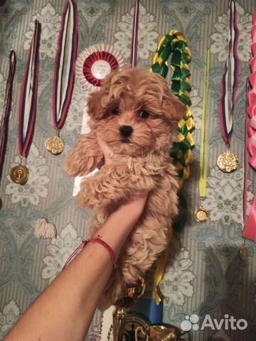 Мальтипу Меллер f1 mini Мальчик