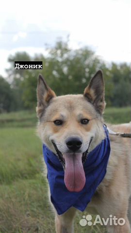 Собака Джоник. Пёс шикардос