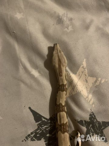 Удав обыкновенный, нормал. самка, год