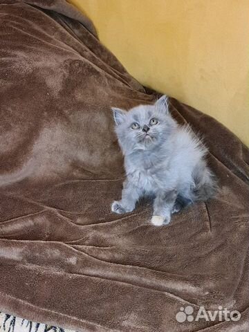 Котенок Бусинка в хорошие ручки
