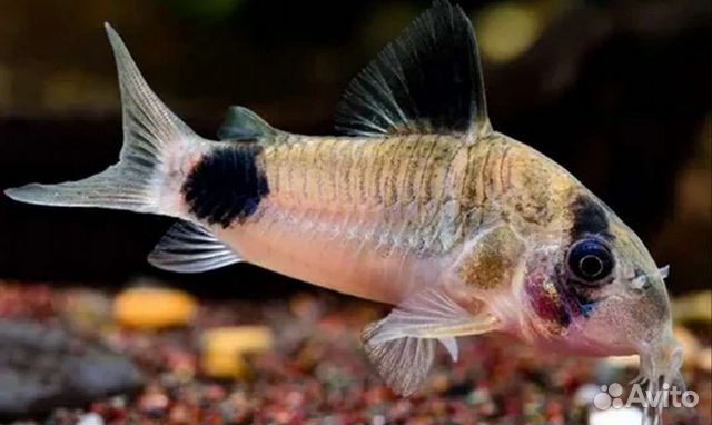 Сомик Панда(взрослые)