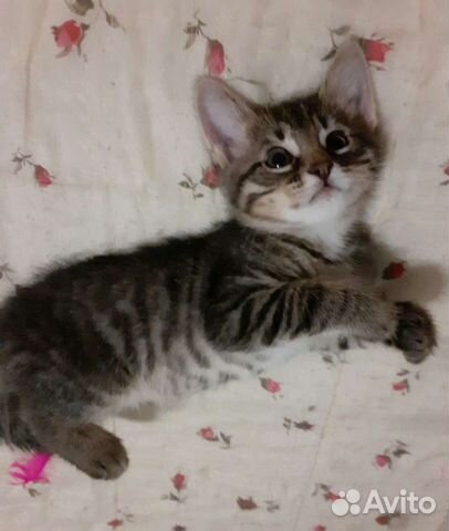 Котенок мальчик полтора месяца