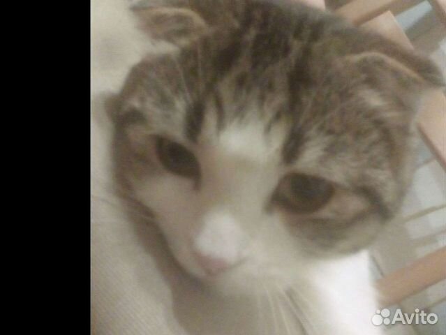 Кот в добрые руки бесплатно