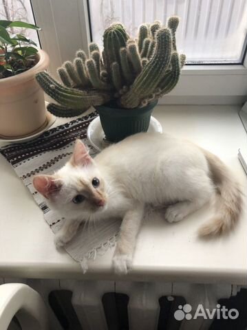 Котенок ищет особенного хозяина