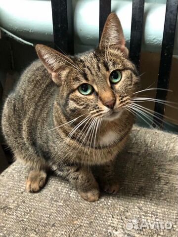 Шпротинка Изумрудка в дар