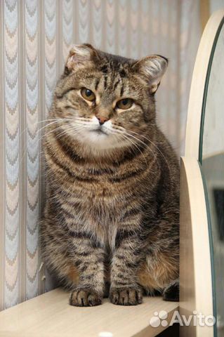 Кошечка 10лет после смерти хозяйки