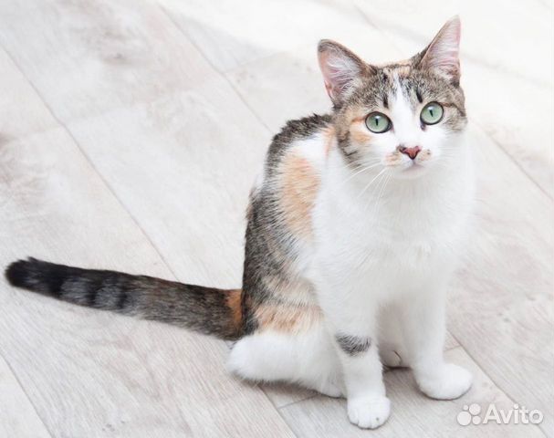 Кошечка с изумрудными глазками