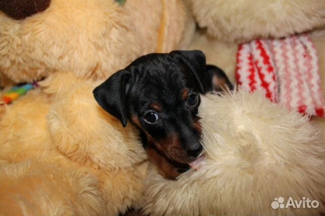 Щенки цвергпинчера