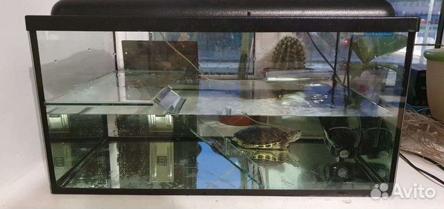 Красноухая черепаха с аквариумом бесплатно