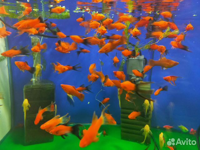 Меченосец красный виловый вуалевый