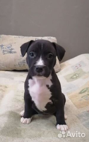 Стаффордширский терьер