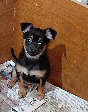 Тойка, помесь