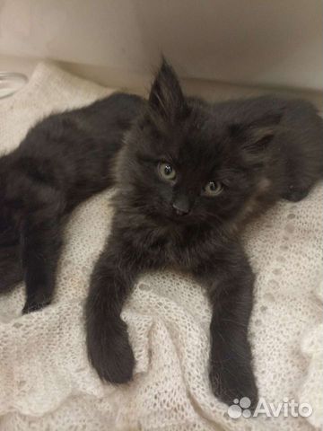 Котята фурианцы, чёрные как ночь