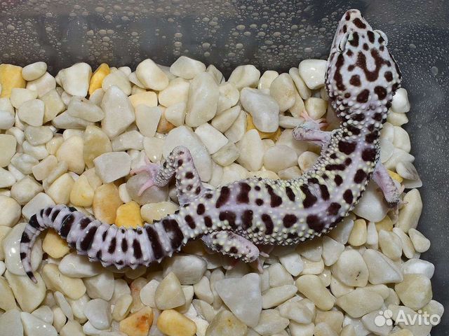 Иранские эублефары, (Eublepharis angramainyu)