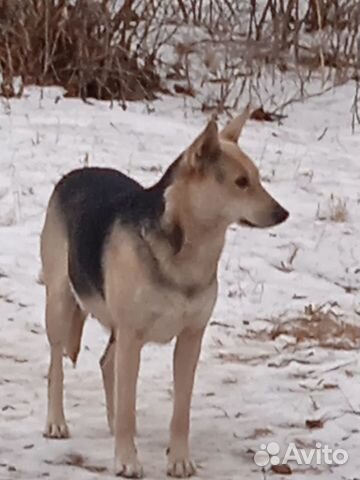 Щенки в добрые руки