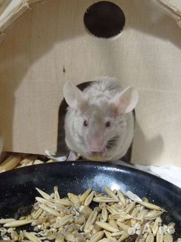2 взрослые Мыши