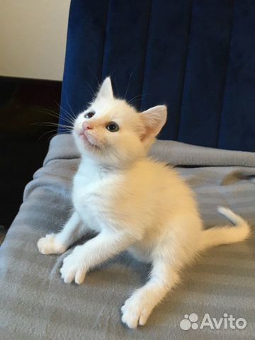 Девочка с разноцветными глазами 1.5 месяца