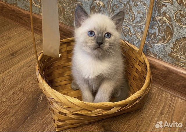 Тайские котята - девочки 2 мес