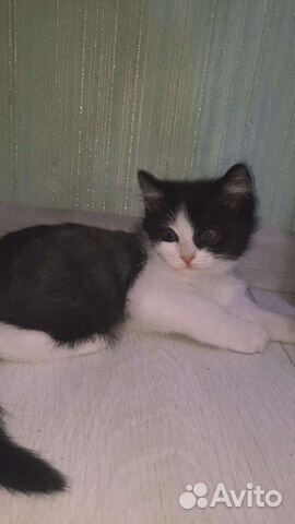 Котята турецкой ангоры