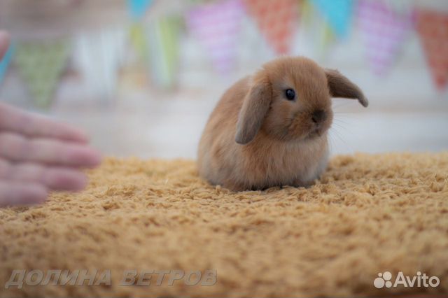 Девочка вислоухий кролик минилоп