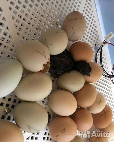Инкубационное яйцо