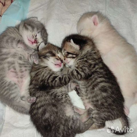 Отдаём милых, пушистых, домашних четырёх котят. Ро