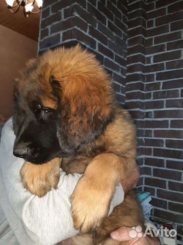 Щенки Леонбергера