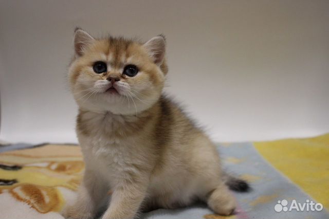 Котята золотая шиншилла