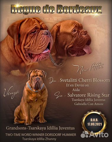 Щенки бордоского дога(французского мастифа)