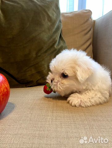 Кремовый мини Мальтипу f1