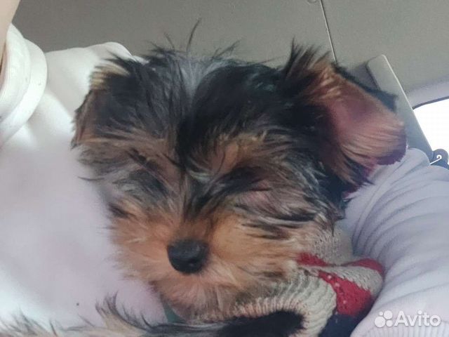 Йоркширский терьер