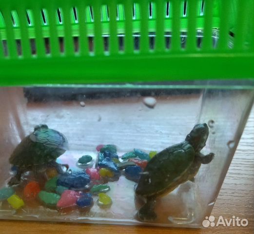 Черепаха мини