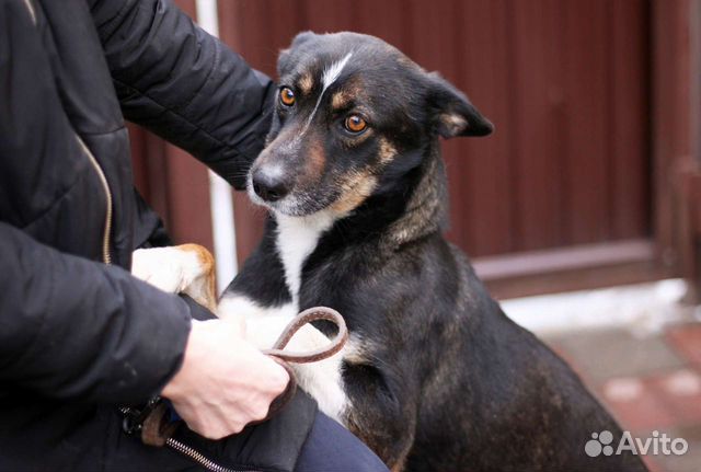 Собака в добрые руки