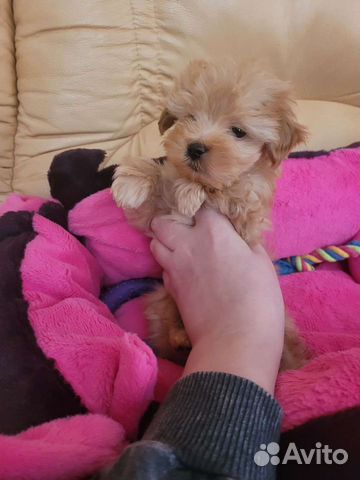 Мини мальчики и девочки мальтипу