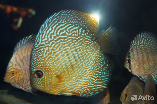 Дискусы-самые красивые аквариумные рыбки