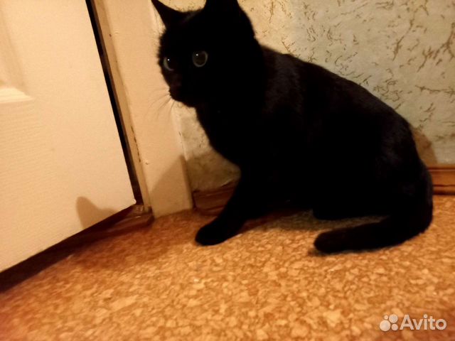 Кот