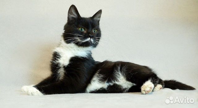 Котенок Уся, 5 месяцнв в дар