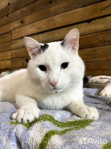 Пьер Дворянин Хочет быть домашне-счастливым