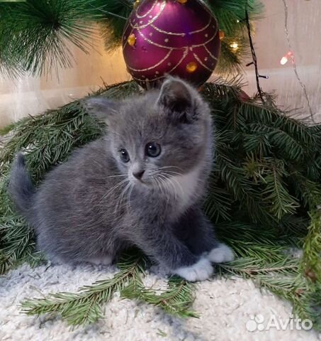 Котята полубританцы