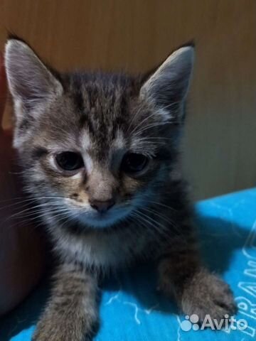 Британская кошка