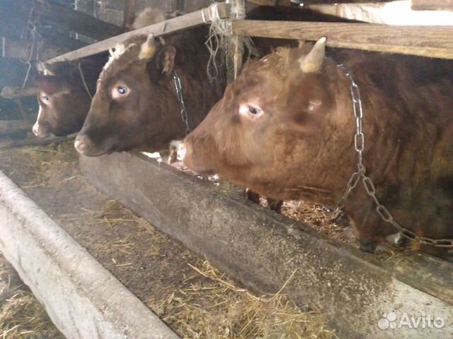 Быки и тёлки