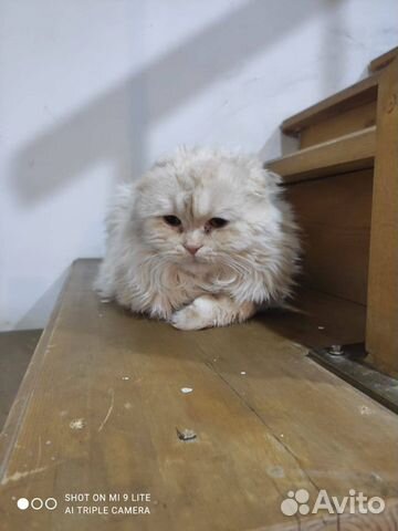 Кошки в добрые руки бесплатно