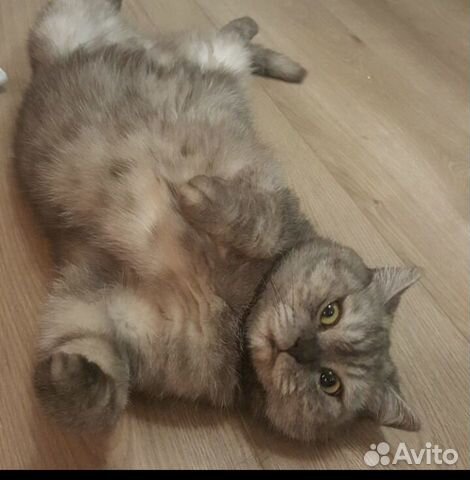 Шотландская кошка