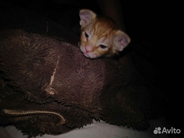 Котёнок Корниш-рекс