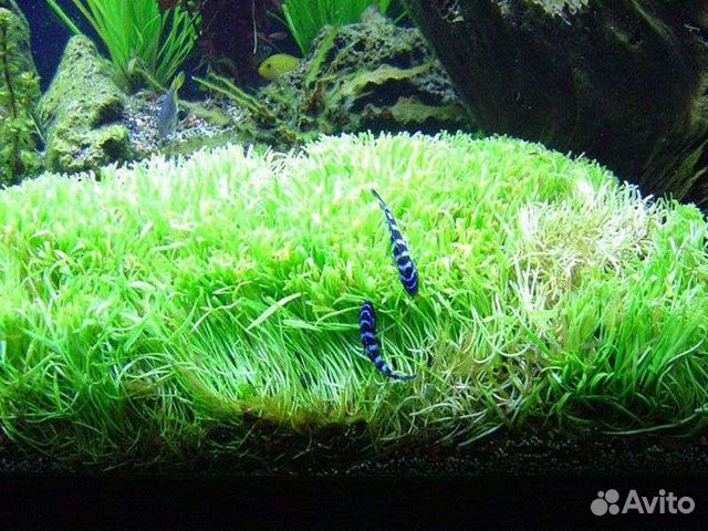 Аквариумные растения