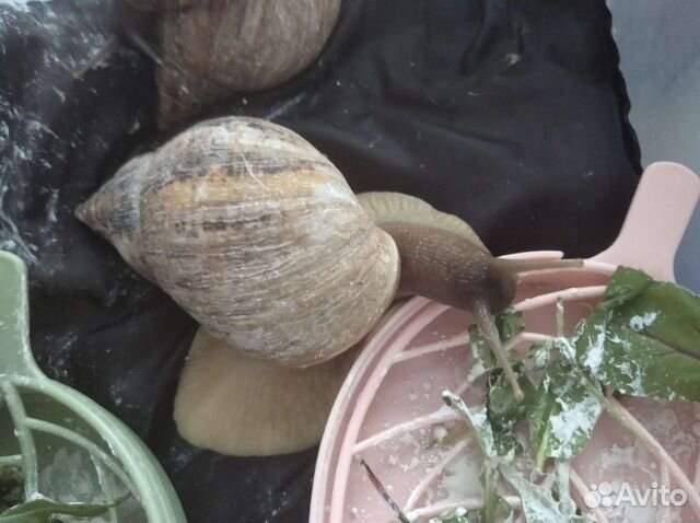 Улитки ахатины даром: яйца или совсем маленькие ул